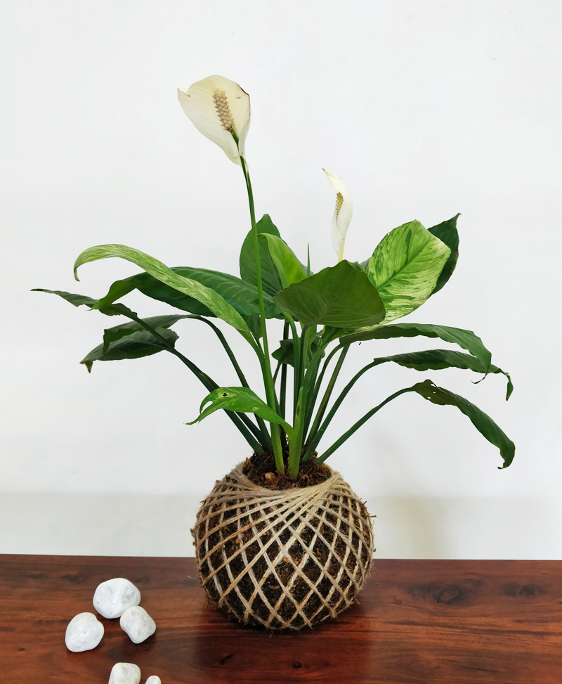 Peace Lily Spathiphyllum Plant Kokedama - Kokedama India Peace Lily Spathiphyllum Plant Kokedama - Kokedama India